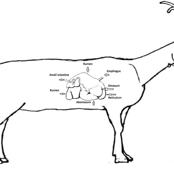 Understanding Goat Digestive Systems – Pack Goats