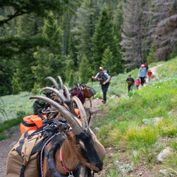 Packgoat Gear – Pack Goats