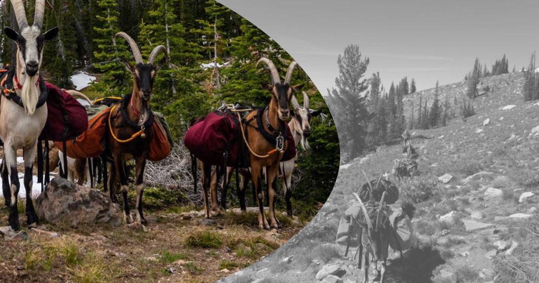 Pack Goat Gear – Pack Goats