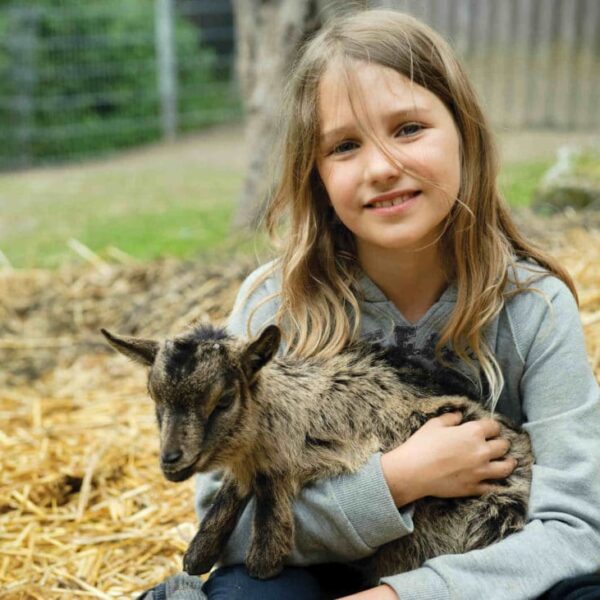 Pack Goats | Gear, Courses & Baby Goats from Marc Warnke